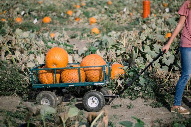 13 Indiana Pumpkin Patches That Make Fall Totally Magical