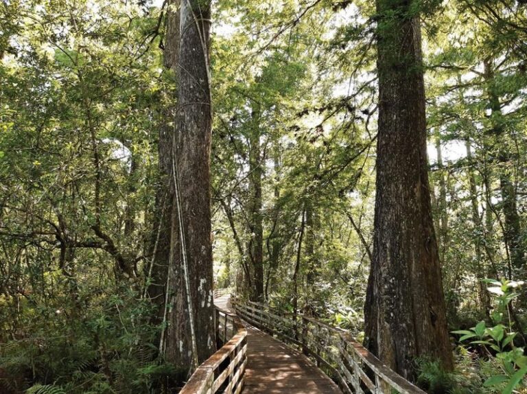 12 Hidden Florida Nature Preserves That Few Visitors Ever See