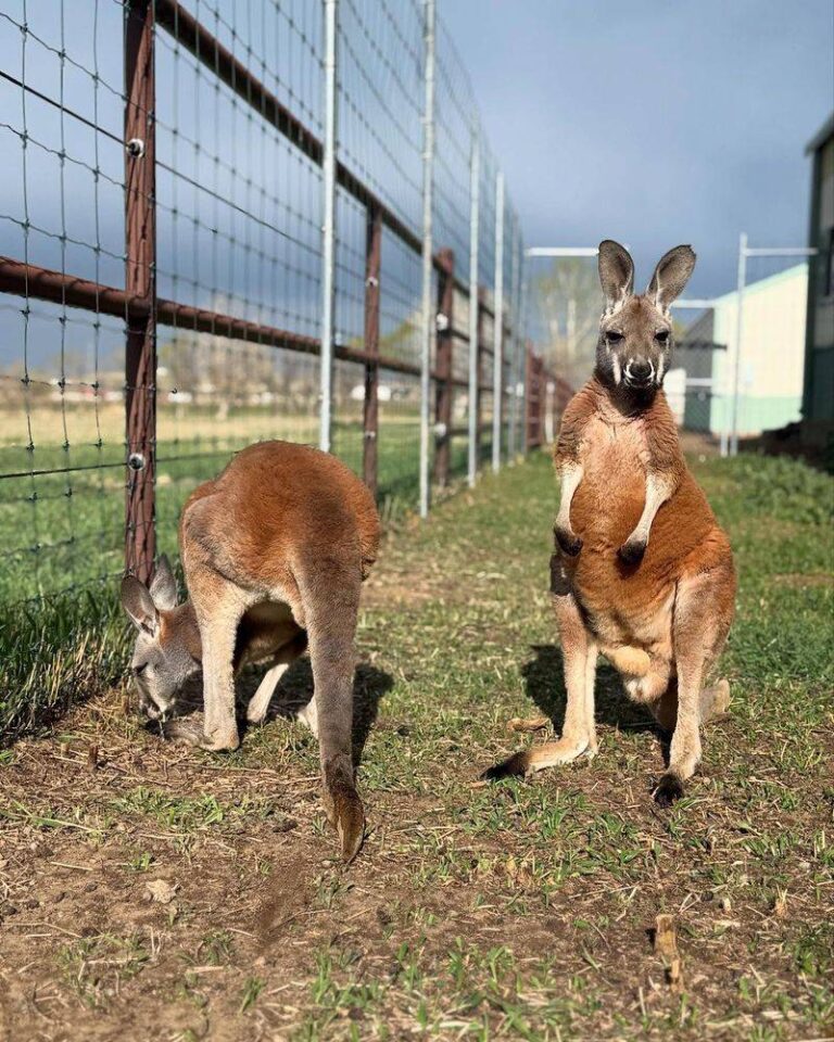 Bounce Into Wildlife Fun At A Colorado Kangaroo Ranch