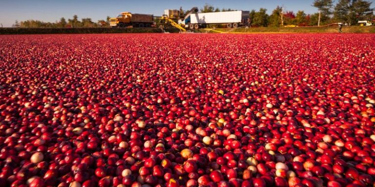 Cranberry Season Is In Wisconsin And These Are The Best Spots And ...