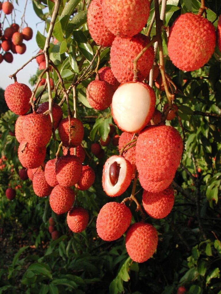 20 Florida Tropical Fruits That Bring Sunshine To Your Daily Diet