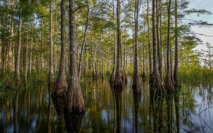 12 Hidden Florida Nature Preserves That Few Visitors Ever See