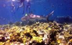 11 Must-See Florida Coral Reefs For Snorkeling Adventures