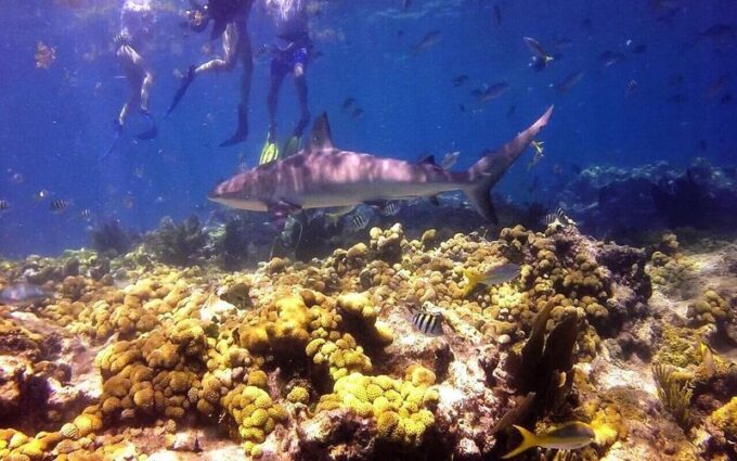 11 Must-See Florida Coral Reefs For Snorkeling Adventures