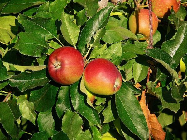 12 Can't-Miss Apple Varieties For The Perfect Flavor And Crunch
