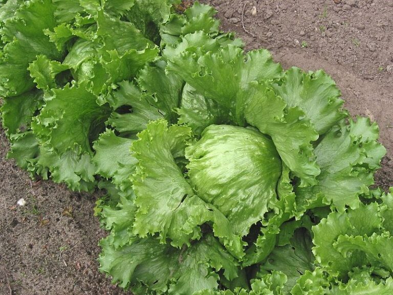 20 Of The Worst Vegetables For Your Health, According To Nutritionists